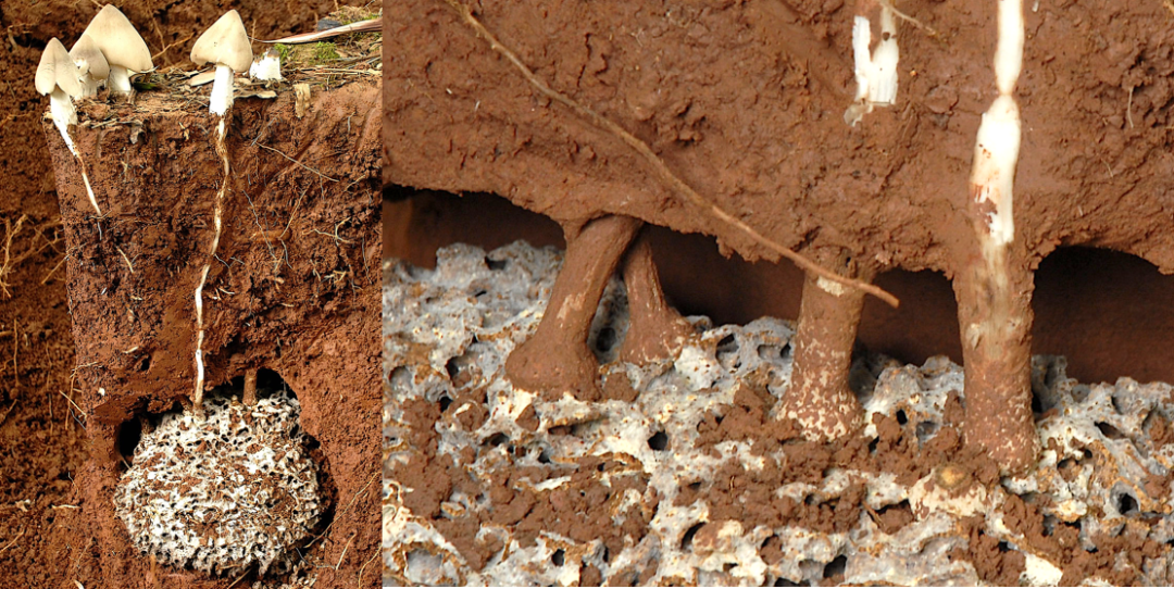Macrolepiota albuminosa: a delicious edible fungus cultivated by ...