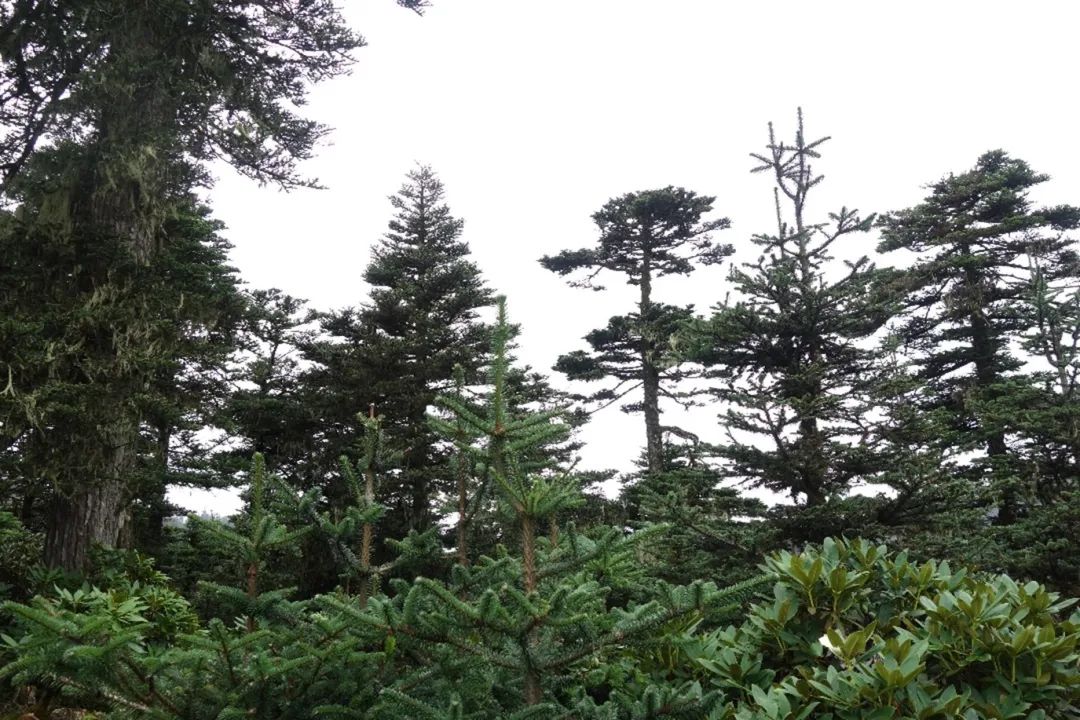 Boletus reticuloceps: The King of Alpine Boletes - Zhejiang Fangge ...