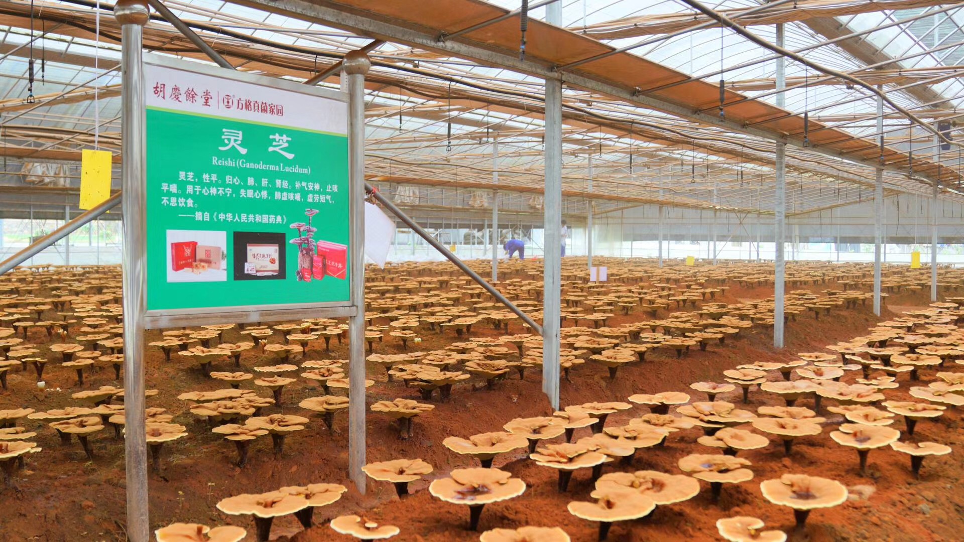 Organic Reishi Wall-broken Spore Powder from China manufacturer ...